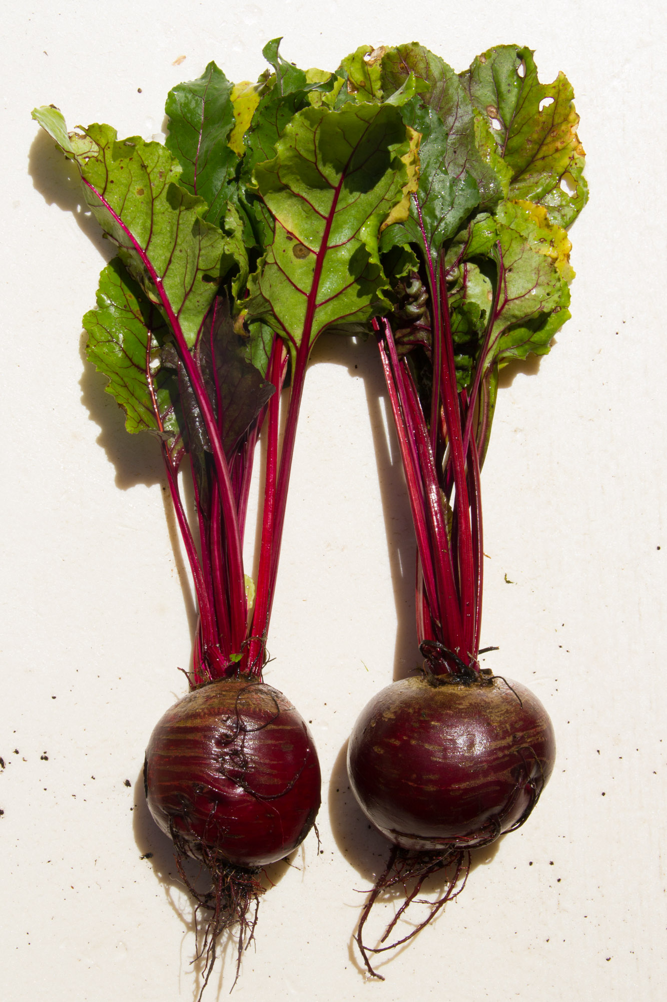 Le marché en ligne | Le Clos de la Chardiniere